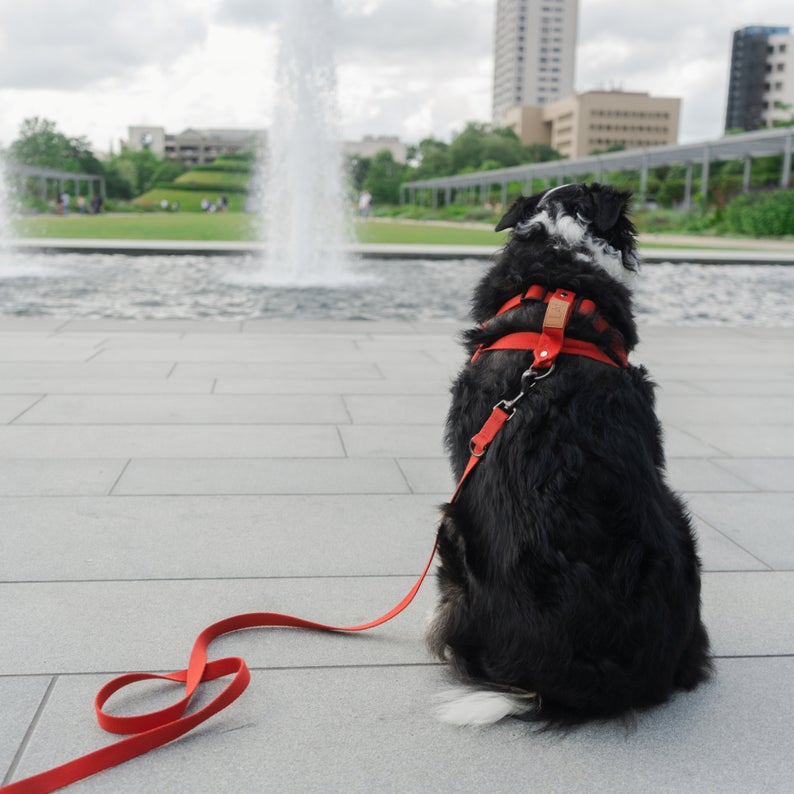 Understanding Different Types of Dog Leashes: A Comprehensive Guide ...